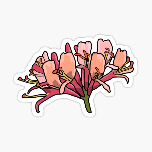 "Honeysuckle" Sticker for Sale by sunbeeart | Redbubble