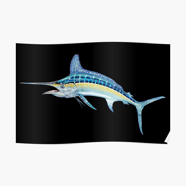 "White Marlin" Poster for Sale by TimJeffsArt | Redbubble
