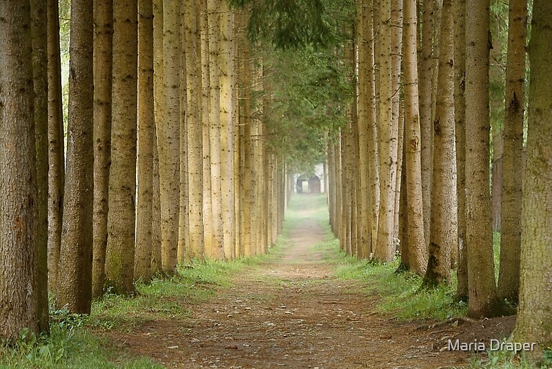 "Tree Guarded Path" by Maria Draper | Redbubble