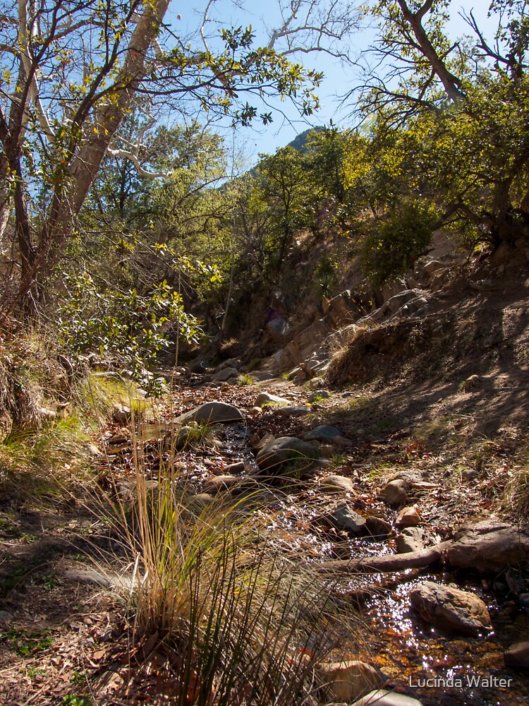 "Hiking in Madera Canyon, Arizona" Sticker for Sale by GVAZDesigns ...