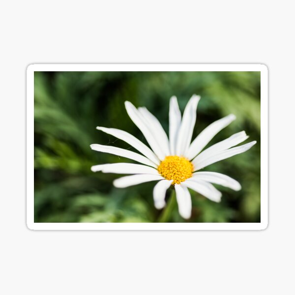 "White Daisy" Sticker for Sale by TheGrassHut | Redbubble