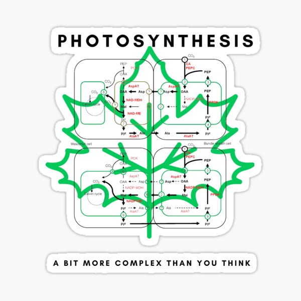 "Photosynthesis" Sticker for Sale by sci-alliance | Redbubble