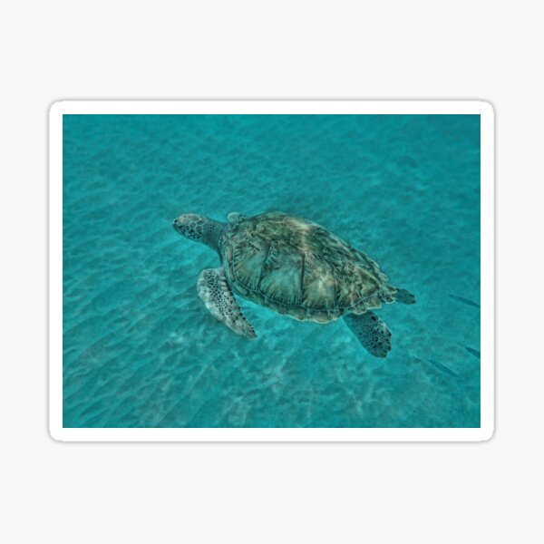 "Swimming with turtles" Sticker by tgass | Redbubble