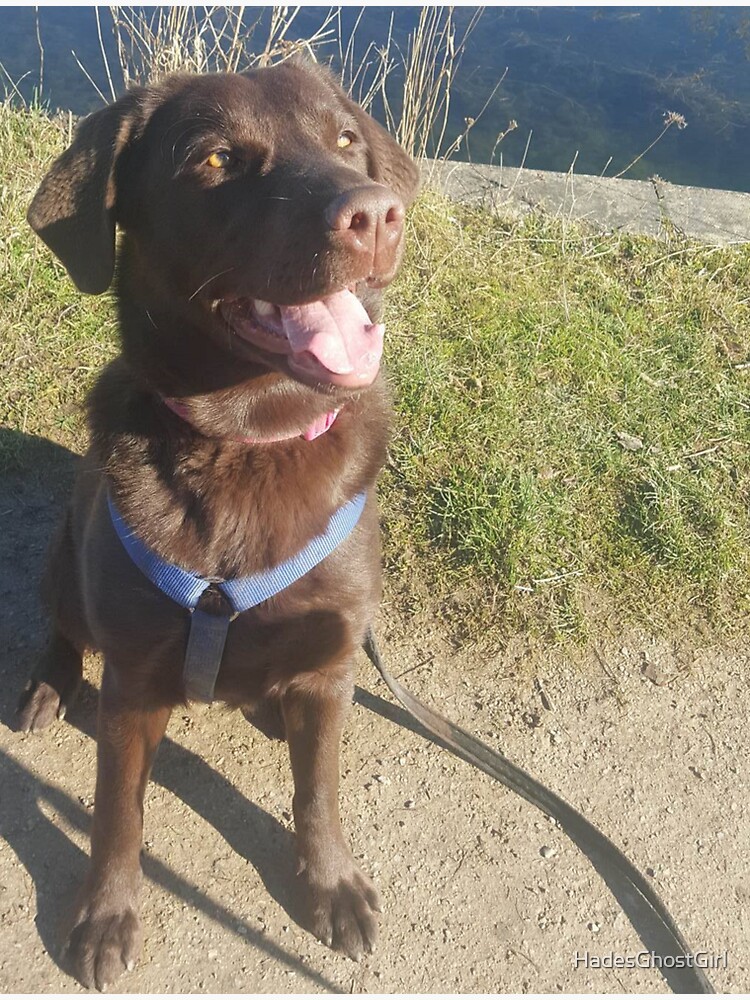 "Nancy AKA Crazy Chocolate Lab" Sticker for Sale by HadesGhostGirl ...