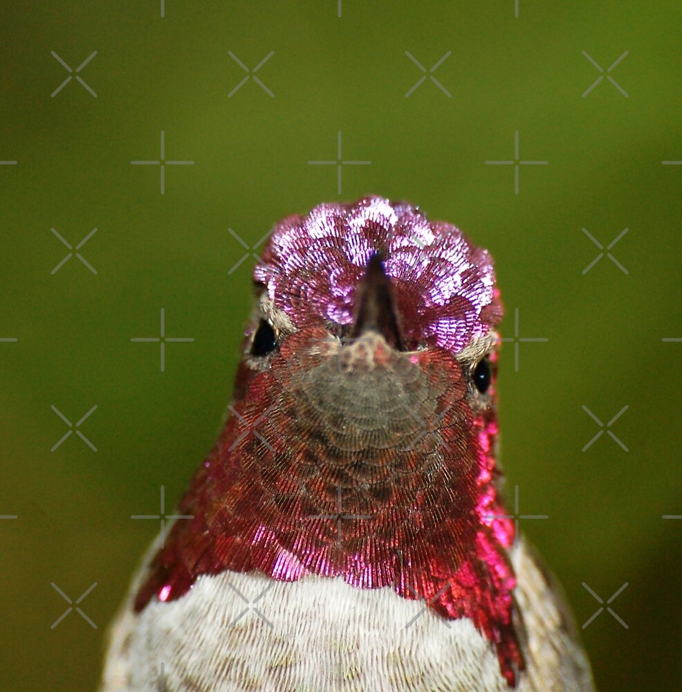 "Head with hummingbird crown" by loiteke | Redbubble
