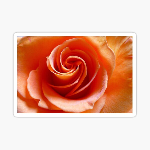 "Creamsicle Swirls........." Sticker by LindaB | Redbubble