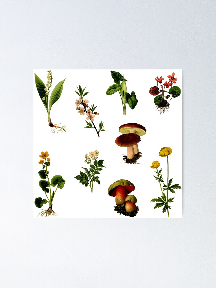 "Vintage Flora and Fungi Pattern & Sticker Pack" Poster by bellatierra ...