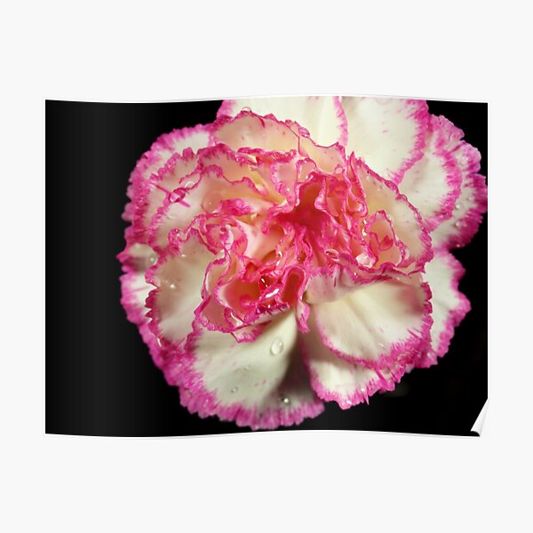 "Carnation" Poster for Sale by henuly1 | Redbubble