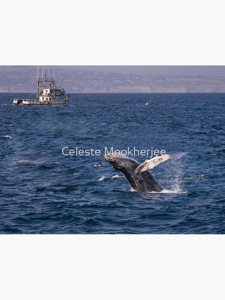 "Humpback whale breaching" Sticker by celestem | Redbubble