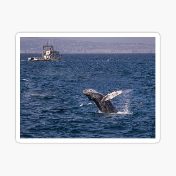"Humpback whale breaching" Sticker by celestem | Redbubble