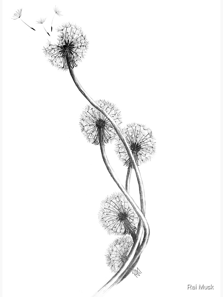 "detailed drawing of dandelion clocks" Sticker for Sale by RaiMusk ...