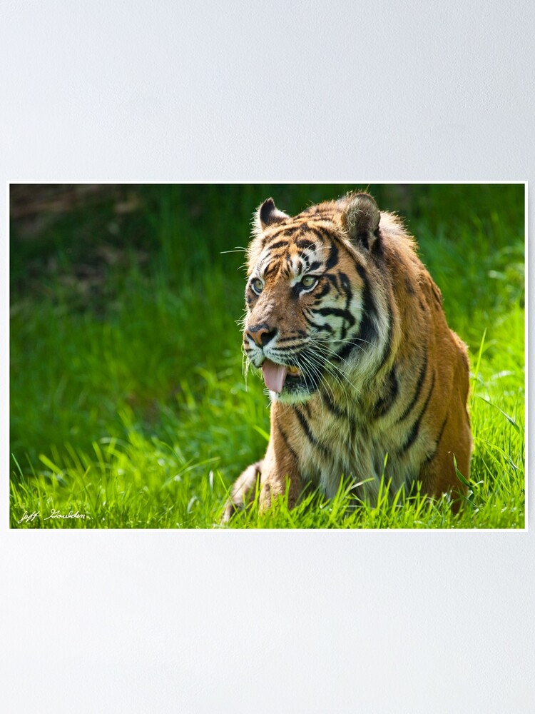 "Portrait of a Sumatran Tiger" Poster for Sale by JeffGoulden | Redbubble