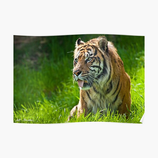 "Portrait of a Sumatran Tiger" Poster for Sale by JeffGoulden | Redbubble