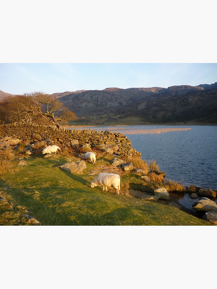 "Still Waters : sheep grazing at Llyn Cwm Bychan" Photographic Print ...