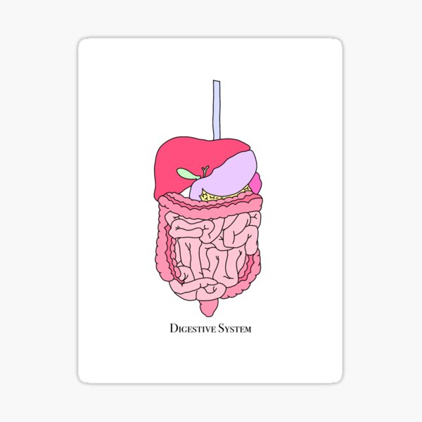"Digestive System " Sticker for Sale by Rainbowpuggy | Redbubble