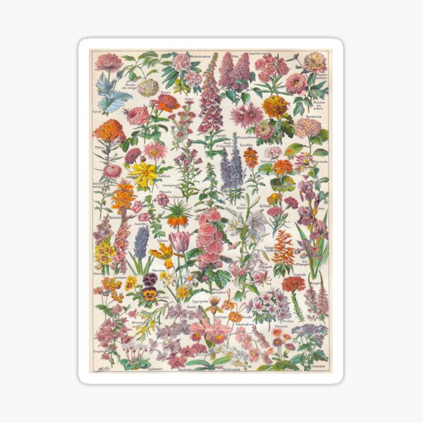 "Flowers Larousse Encyclopedia Vintage Scientific Illustration ...
