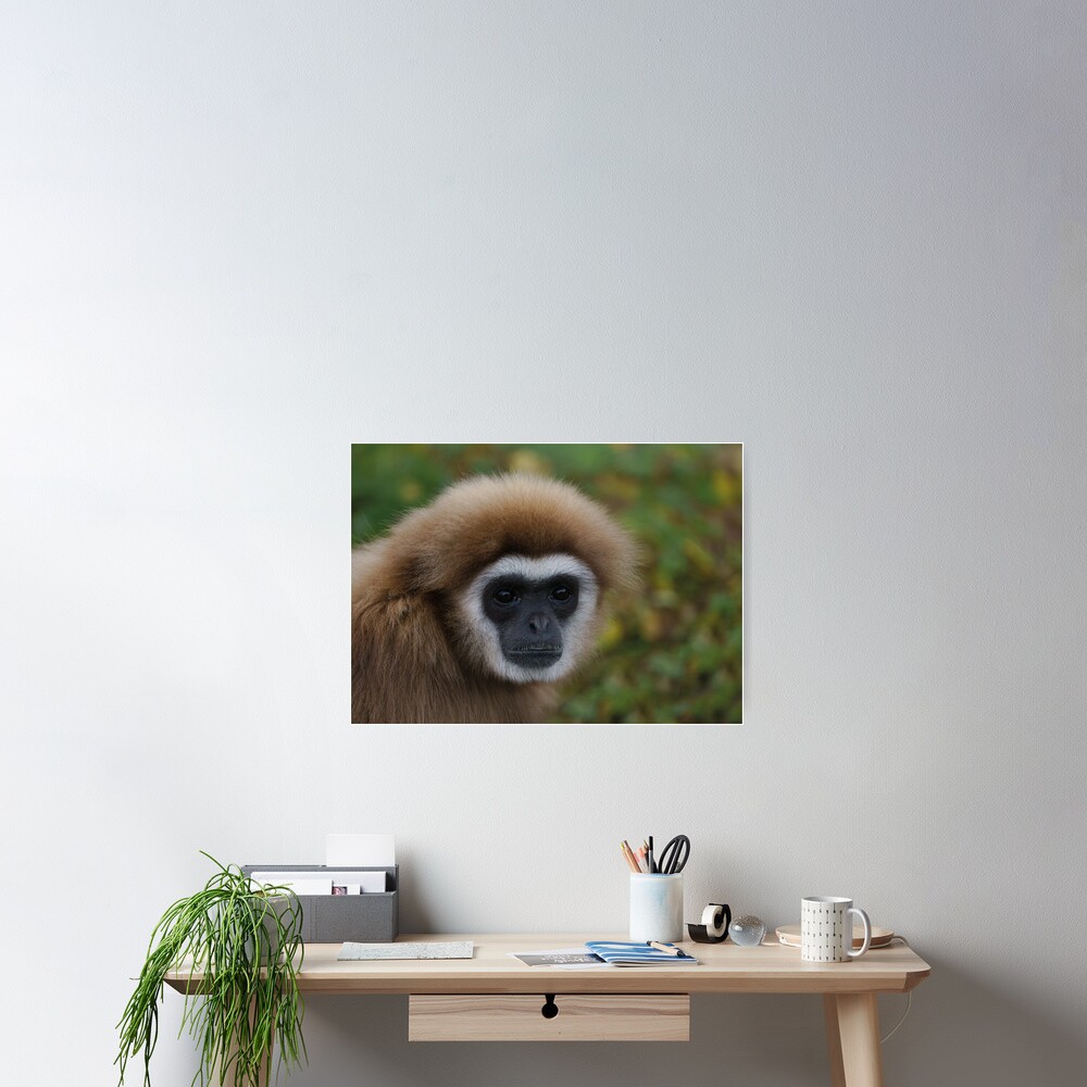 "Lar Gibbon" Poster by rawshutterbug | Redbubble