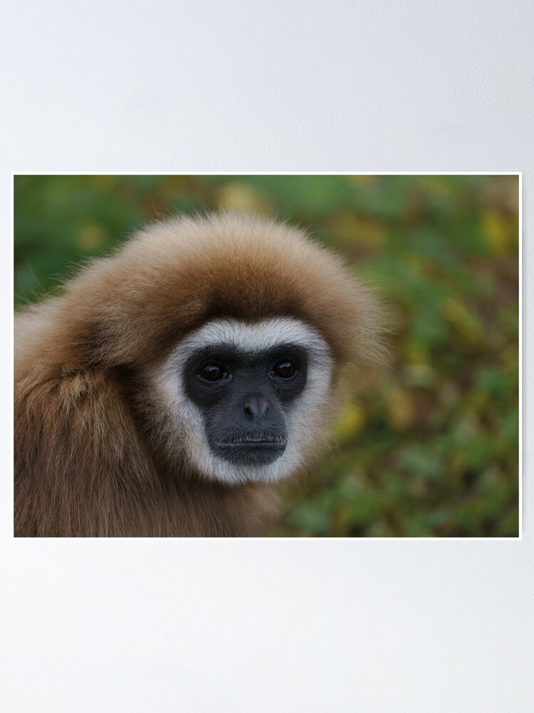 "Lar Gibbon" Poster by rawshutterbug | Redbubble