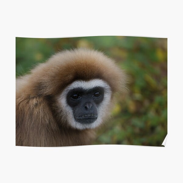"Lar Gibbon" Poster by rawshutterbug | Redbubble