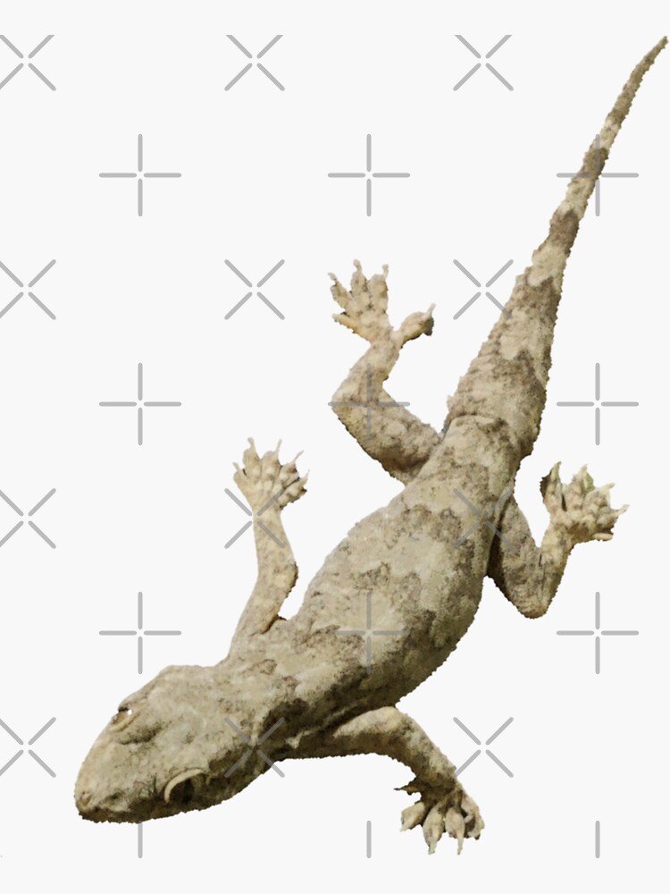 "Gecko lizard " Sticker by vanissafberg | Redbubble