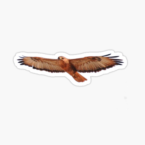 "Long-legged buzzard" Sticker for Sale by Akal70 | Redbubble