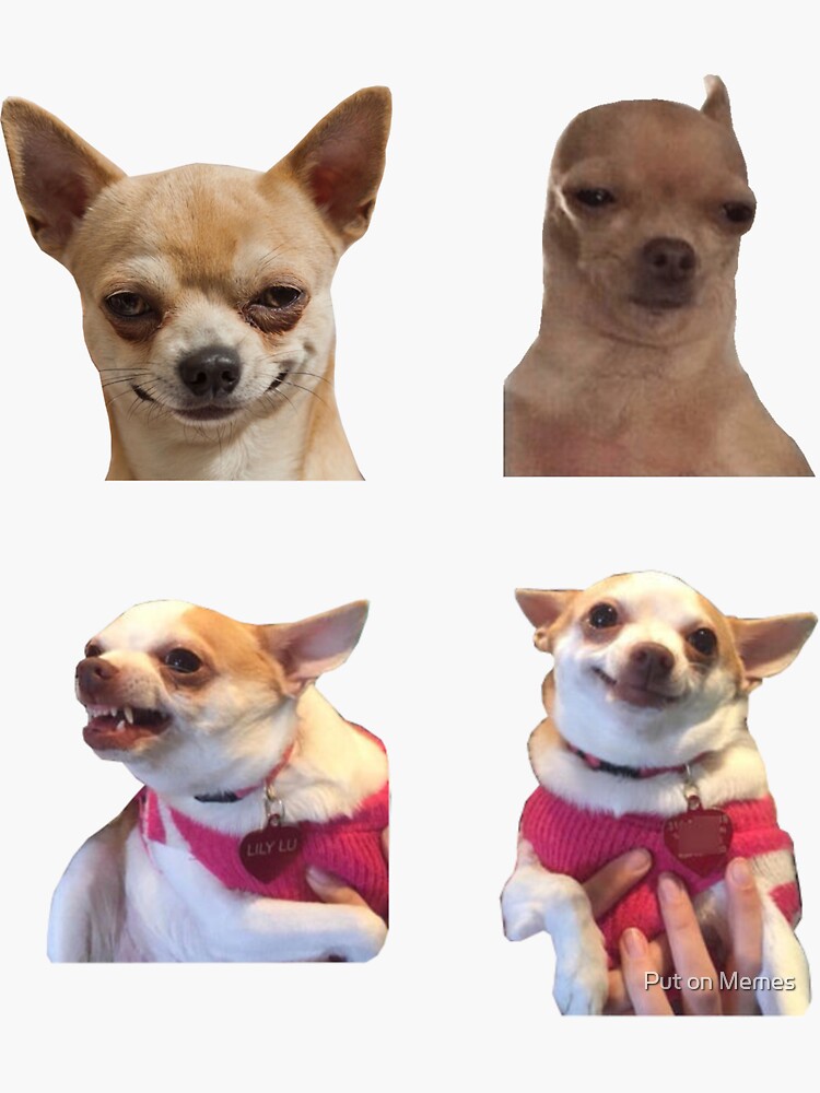 "Chihuahua Dog Meme Sticker Pack" Sticker for Sale by Put on Memes ...