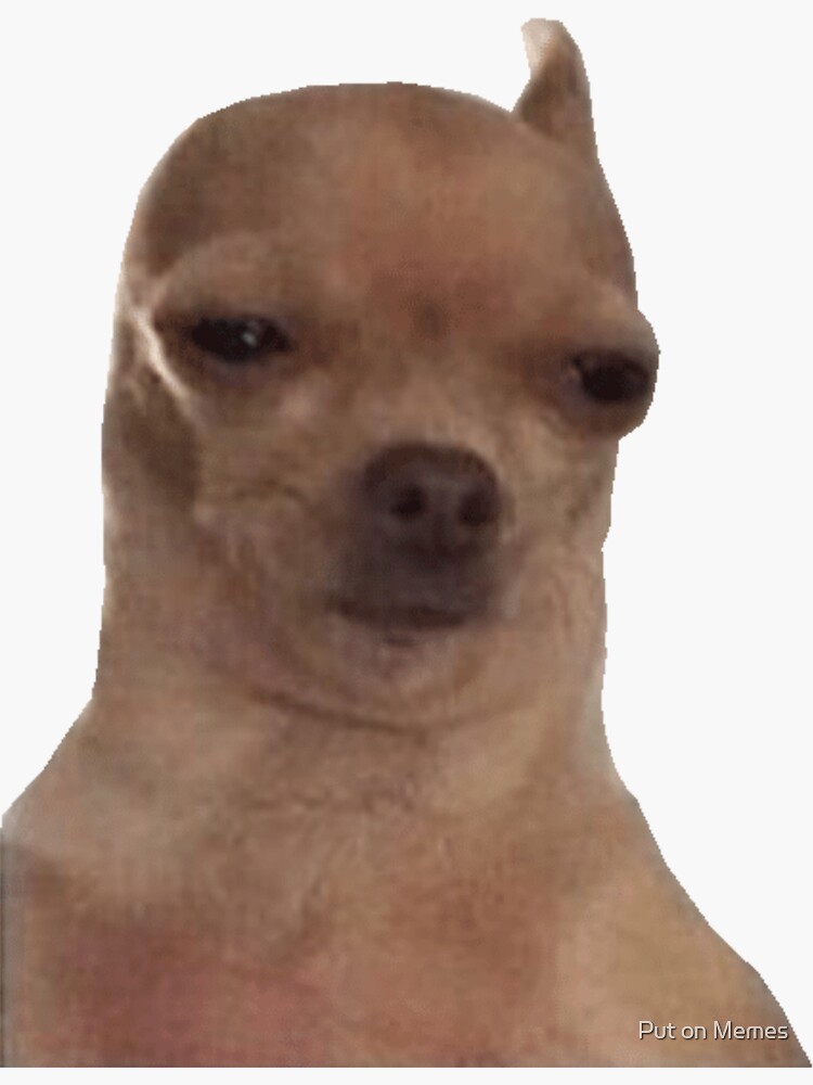 "Annoyed Chihuahua Dog Meme" Sticker by putonmemes | Redbubble