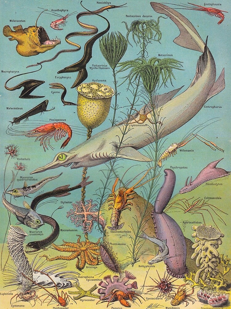 Adolphe Millot Sea Life Larousse Encyclopedia Vintage Scientific