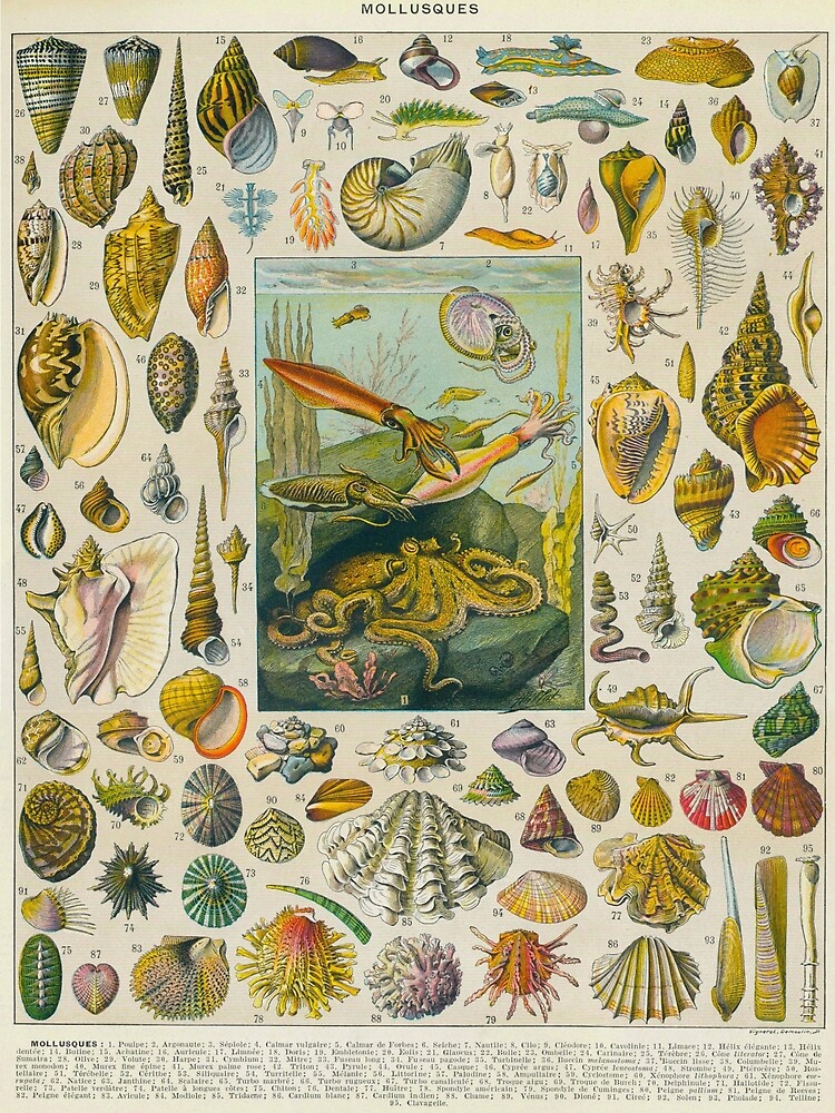 "Adolphe Millot Mussels Larousse Encyclopedia Vintage Scientific ...