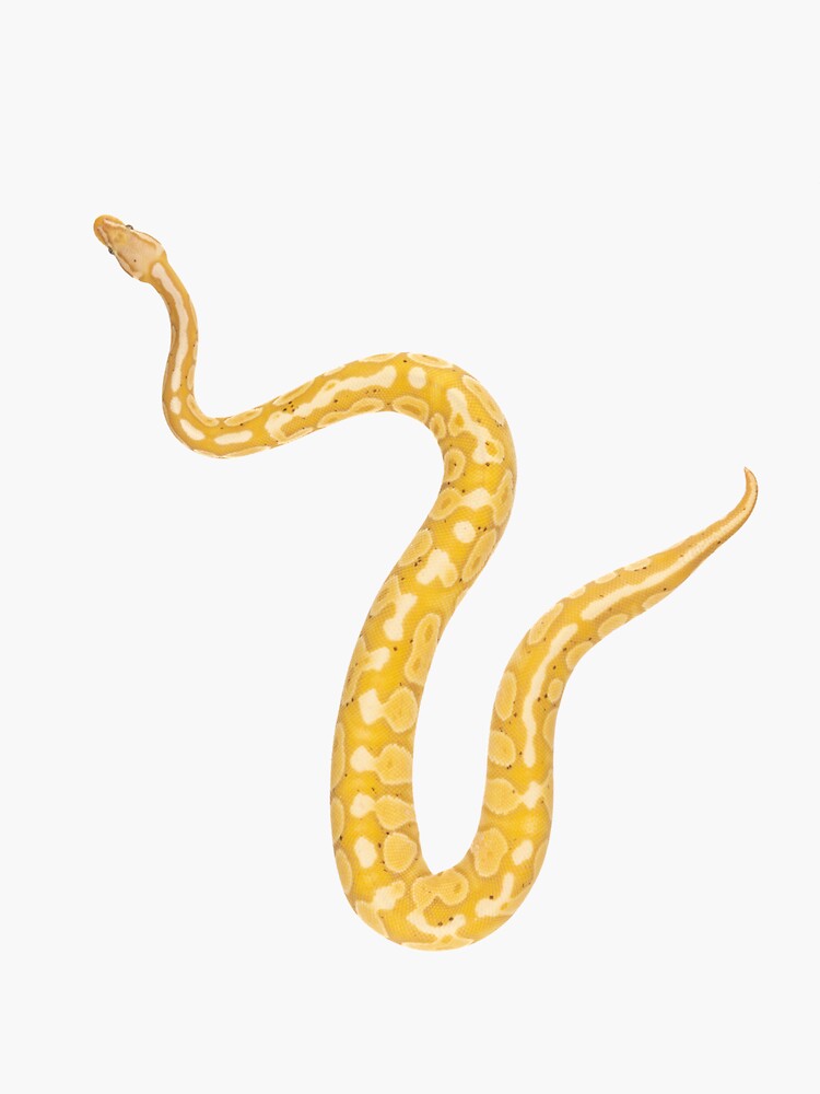 "Ball Python - Banana pastel" Sticker for Sale by ThorHakonsen | Redbubble
