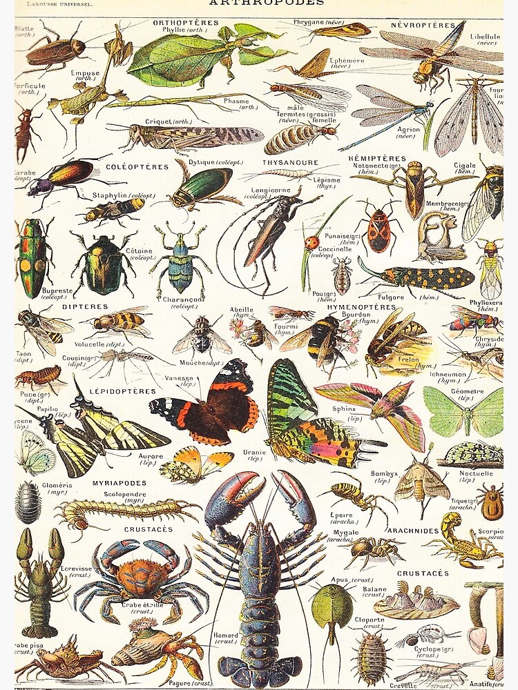 "Adolphe Millot Arthropods Larousse Encyclopedia Vintage Scientific ...