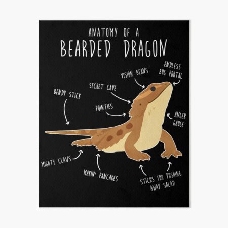 "Anatomy of a Bearded Dragon" Art Board Print for Sale by Psitta ...