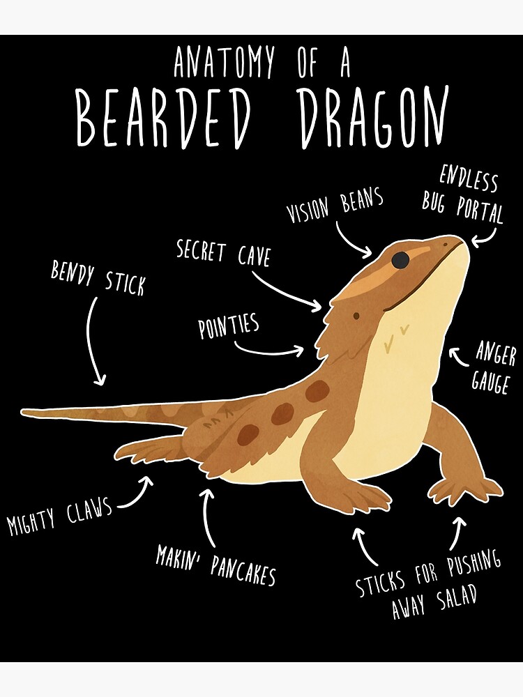 Anatomy Of A Bearded Dragon