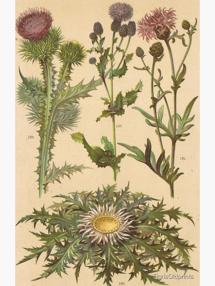 Thistle, thistles, purple flowers, botanical print, natural history ...