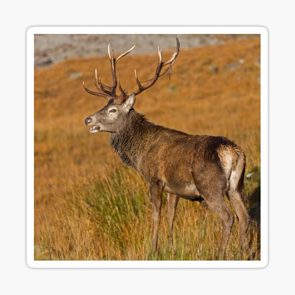 "Royal Red Deer Stag" Sticker by derekbeattie | Redbubble