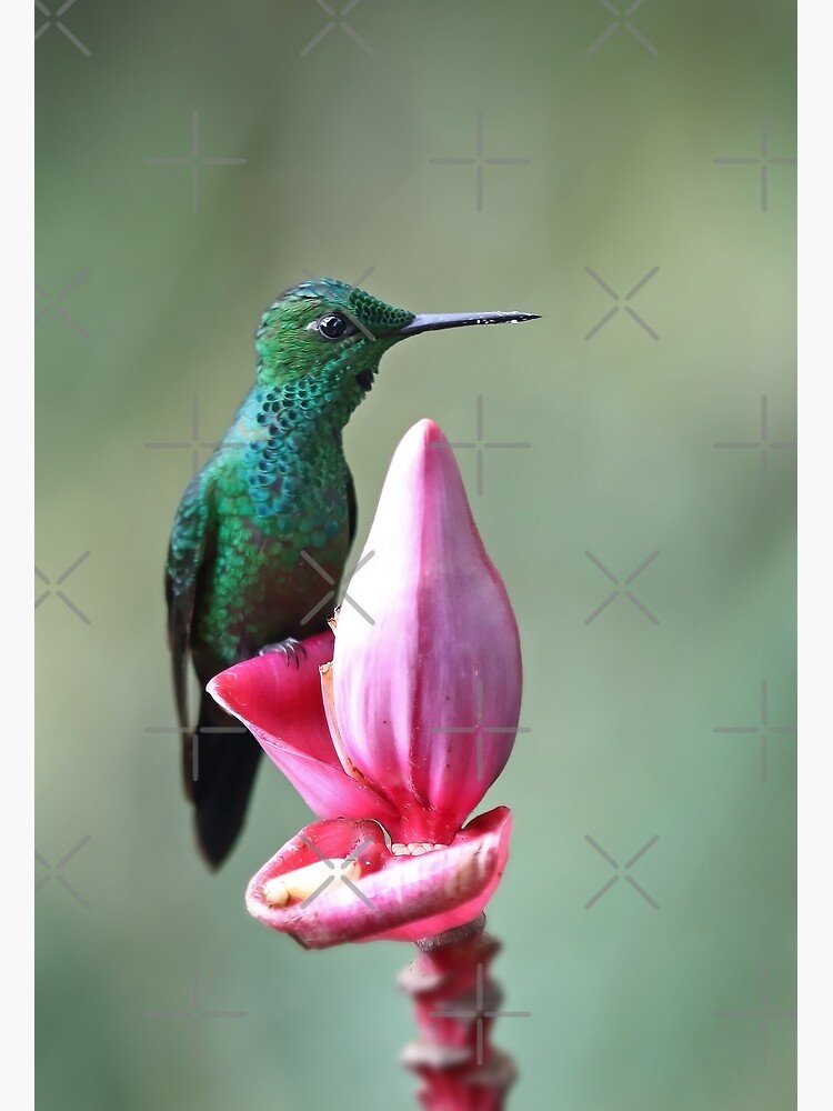 "Green-Crowned Brilliant Hummingbird - Costa Rica" Photographic Print ...