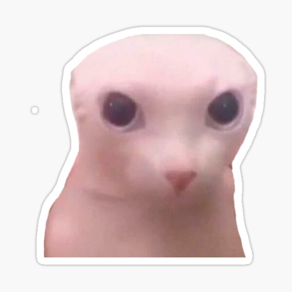 "bingus cat" Sticker for Sale by zanbo | Redbubble