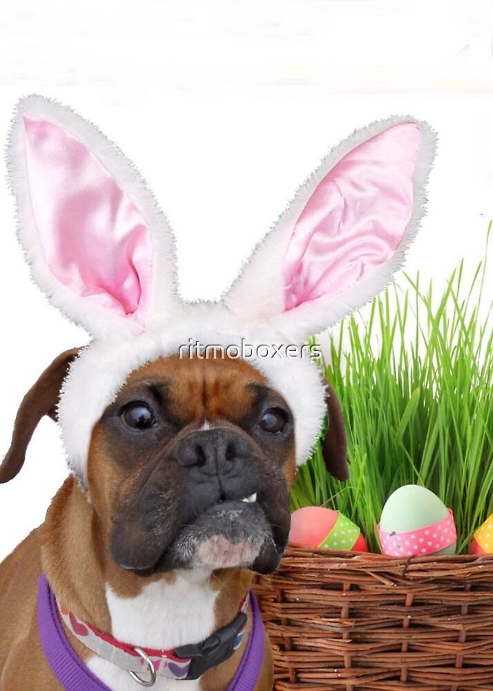 "Easter Boxer Dog" by ritmoboxers | Redbubble