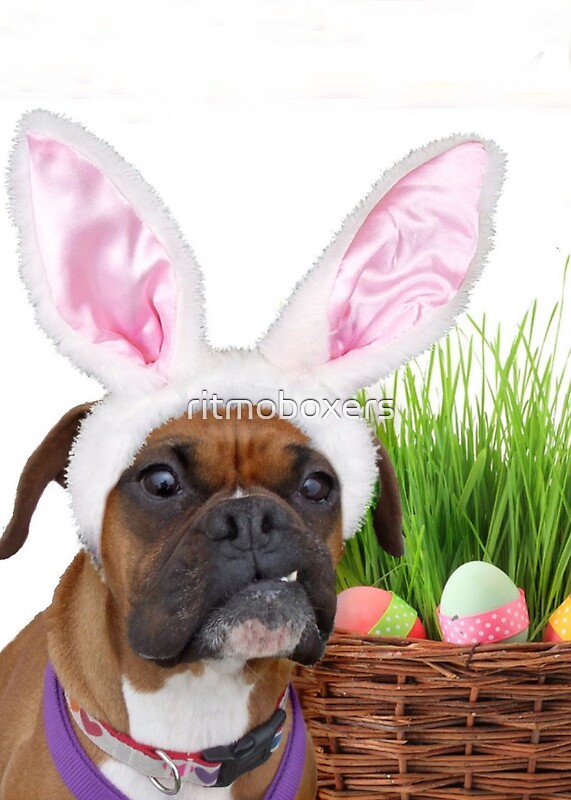 "Easter Boxer Dog" by ritmoboxers | Redbubble