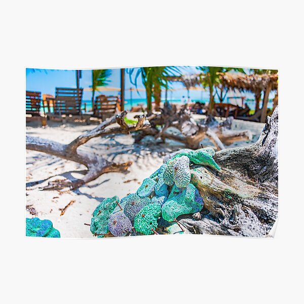 "Costa Maya Seashells" Poster by RShoko | Redbubble