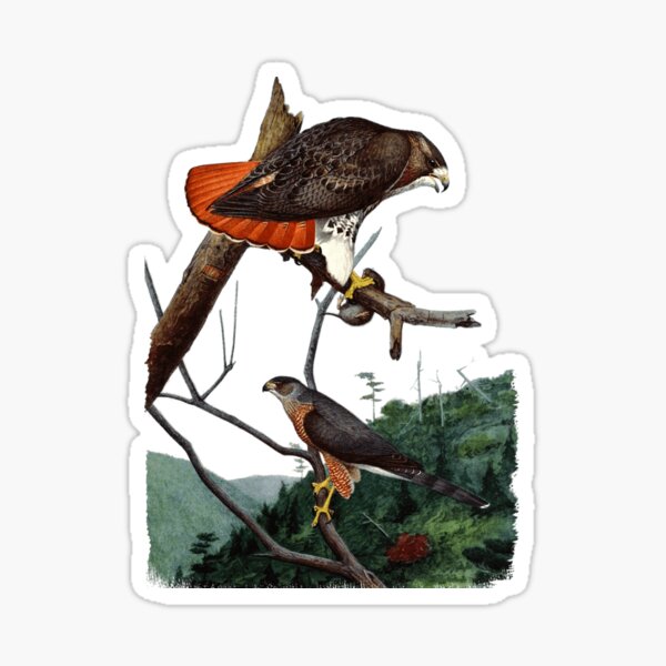 "Red Tailed Hawk Red-Tailed Hawk Birder" Sticker by LeoniaWee | Redbubble