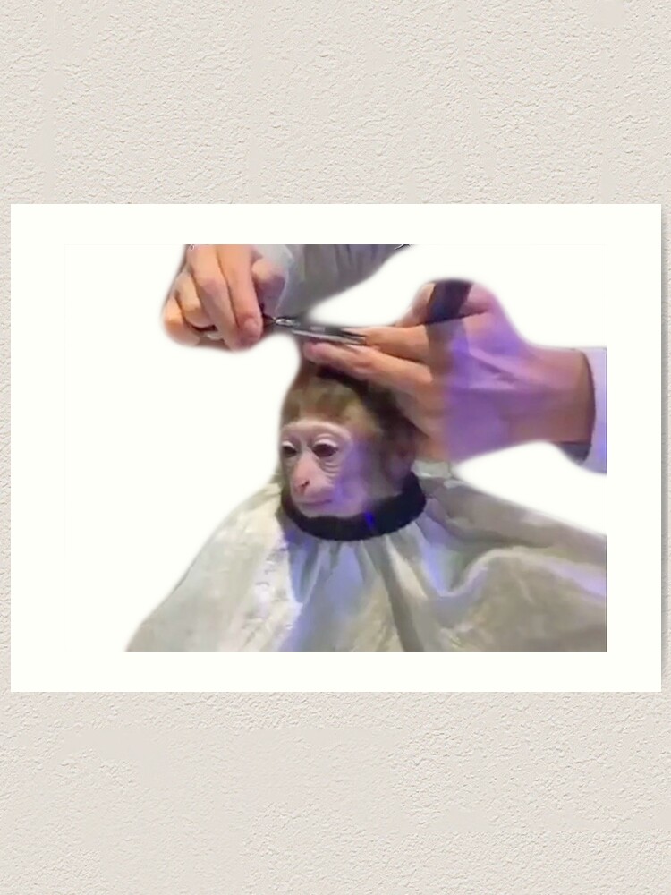 "Monkey Getting A Haircut - Monkey Monke Haircut" Art Print for Sale by ...
