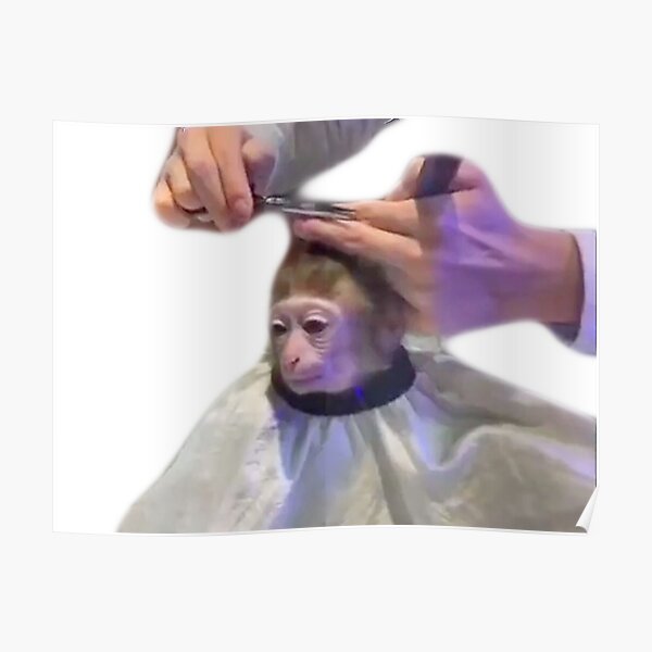 "Monkey Getting A Haircut - Monkey Monke Haircut" Poster for Sale by ...