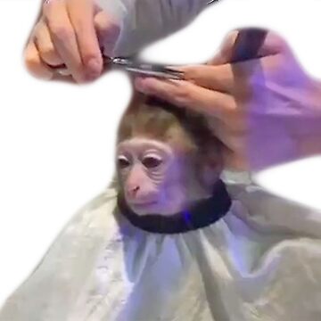 "Monkey Getting A Haircut - Monkey Monke Haircut" Sticker for Sale by ...