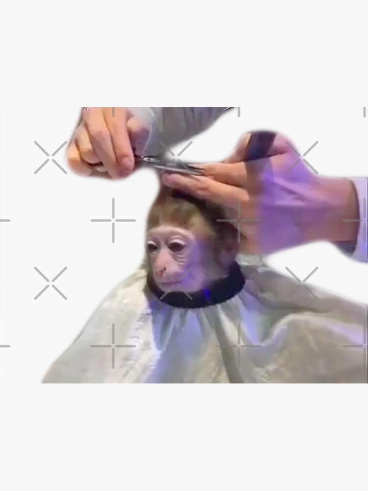 "Monkey Getting A Haircut - Monkey Monke Haircut" Sticker for Sale by ...