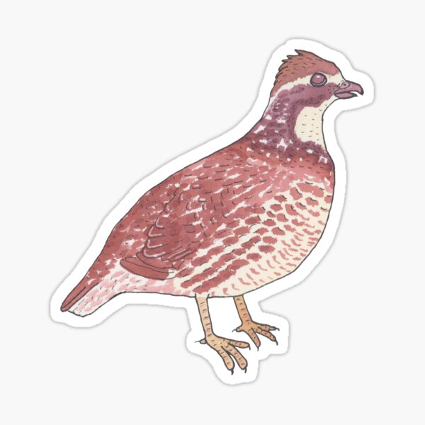 "Northern Bobwhite quail bird pattern" Sticker for Sale by ...
