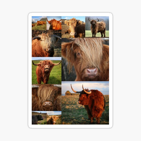 "Highlander - Highland Cows - Highland Cattle - Hairy Coo" Sticker by ...