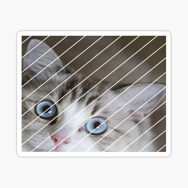 "Cat eyes" Sticker for Sale by Caprichos | Redbubble