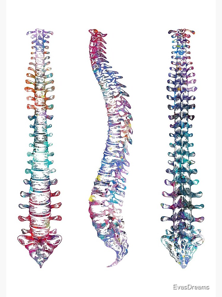 Cuaderno de espiral «Anatomía de la columna vertebral frontal ...