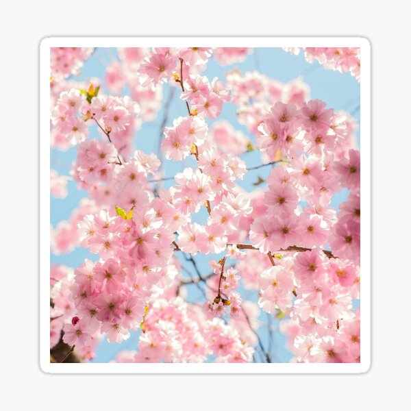 "sakura flowers" Sticker by Janatte | Redbubble